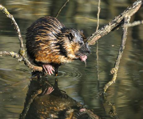 Rakali (Australian water-rat) Webinar. The webinar will outline biology ...